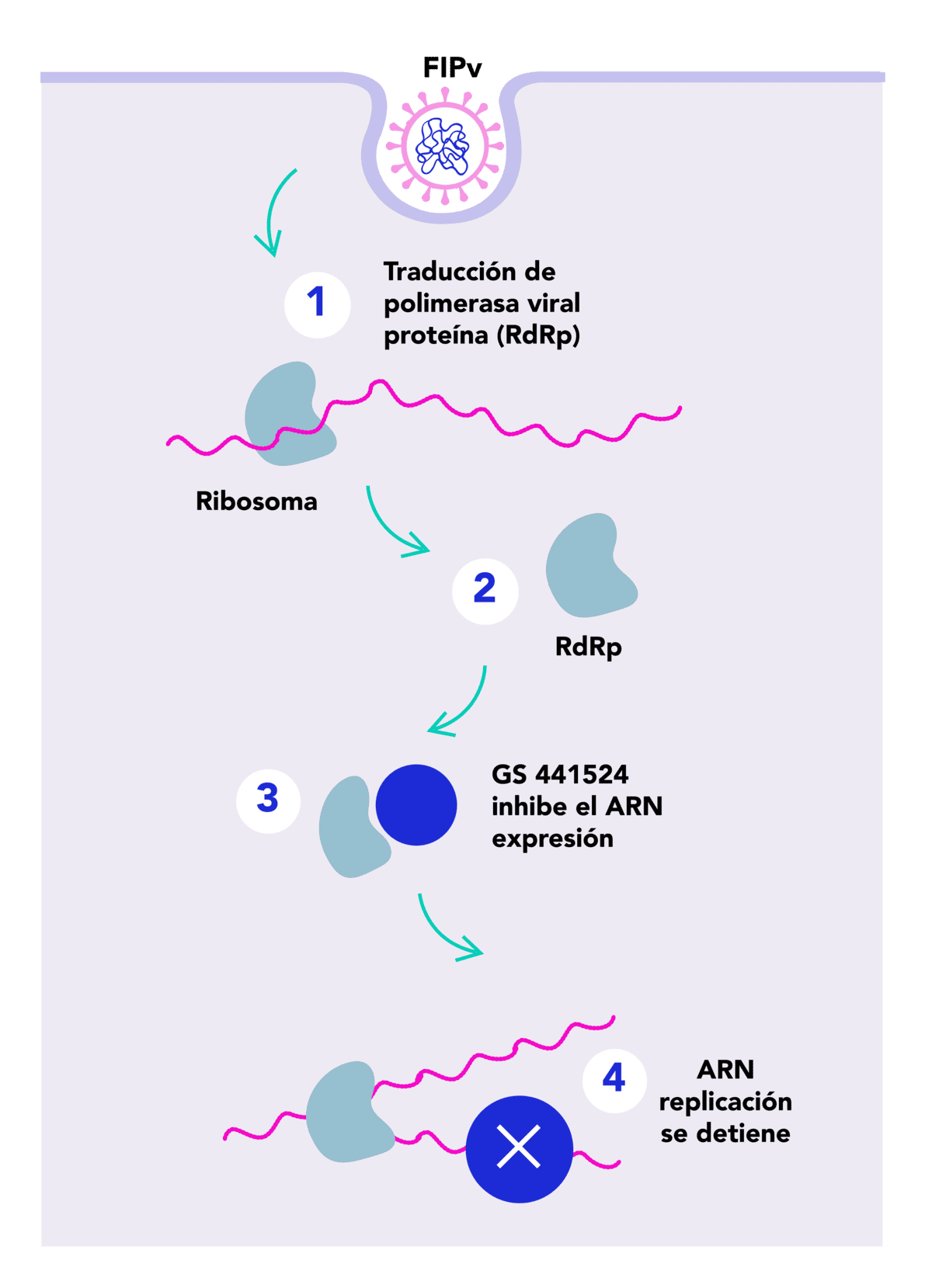 FipMed - Tratamiento de la PIF Gatos - FipMed